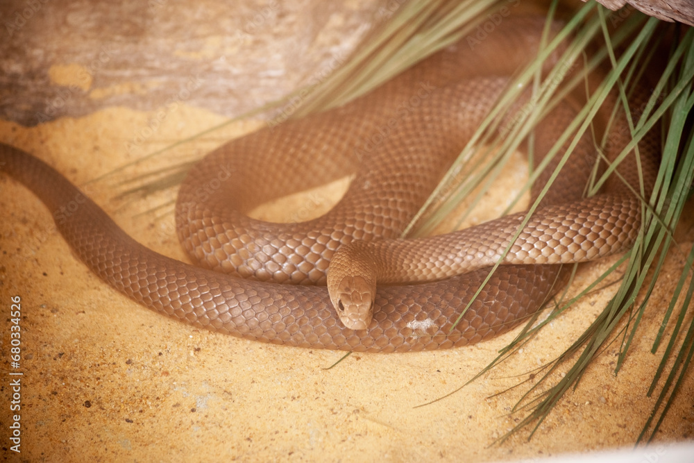 Foto de The Eastern Brown Snake is a long and slender snake; its upper ...