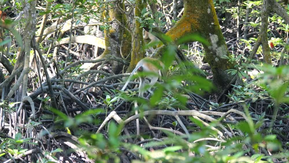 proboscis monkey (Nasalis larvatus) is sitting on a tree. Proboscis ...