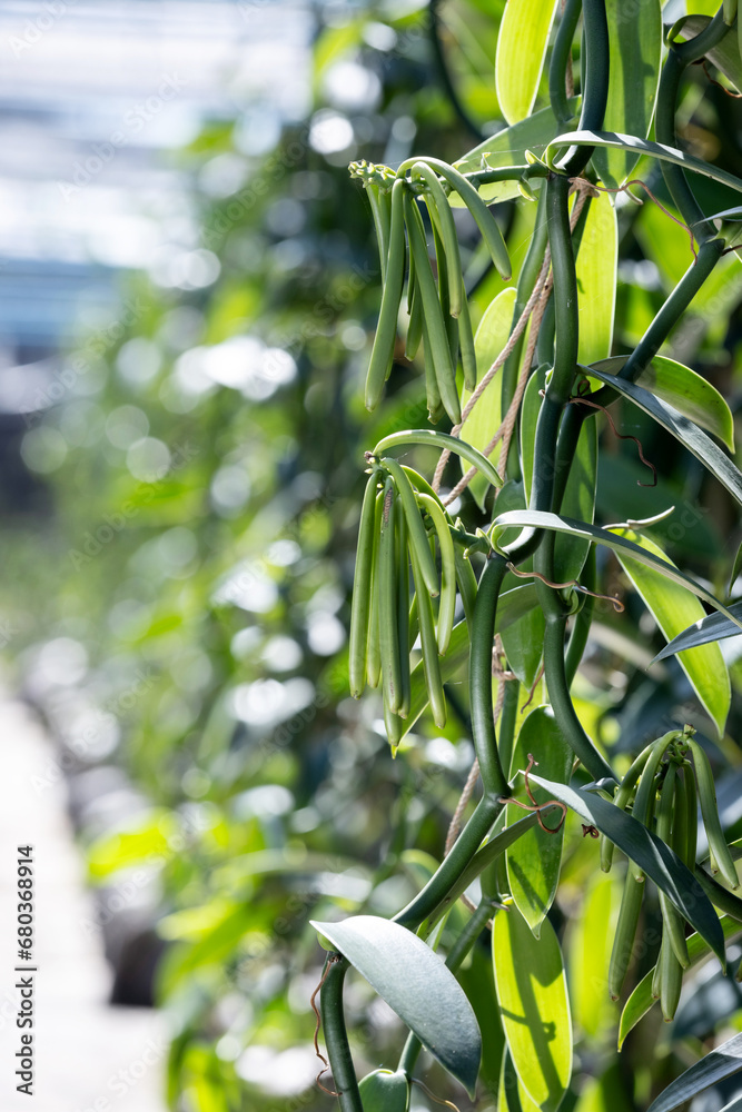 Vanilla plant green pods on plantation,Indicates that the vanilla pod ...