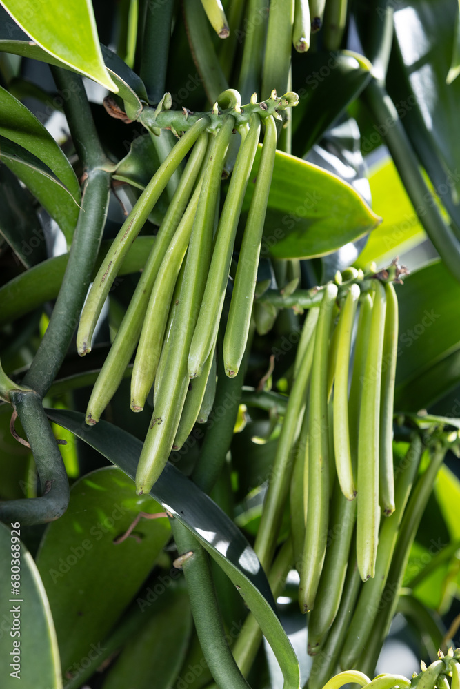 Vanilla plant green pods on plantation,Indicates that the vanilla pod ...