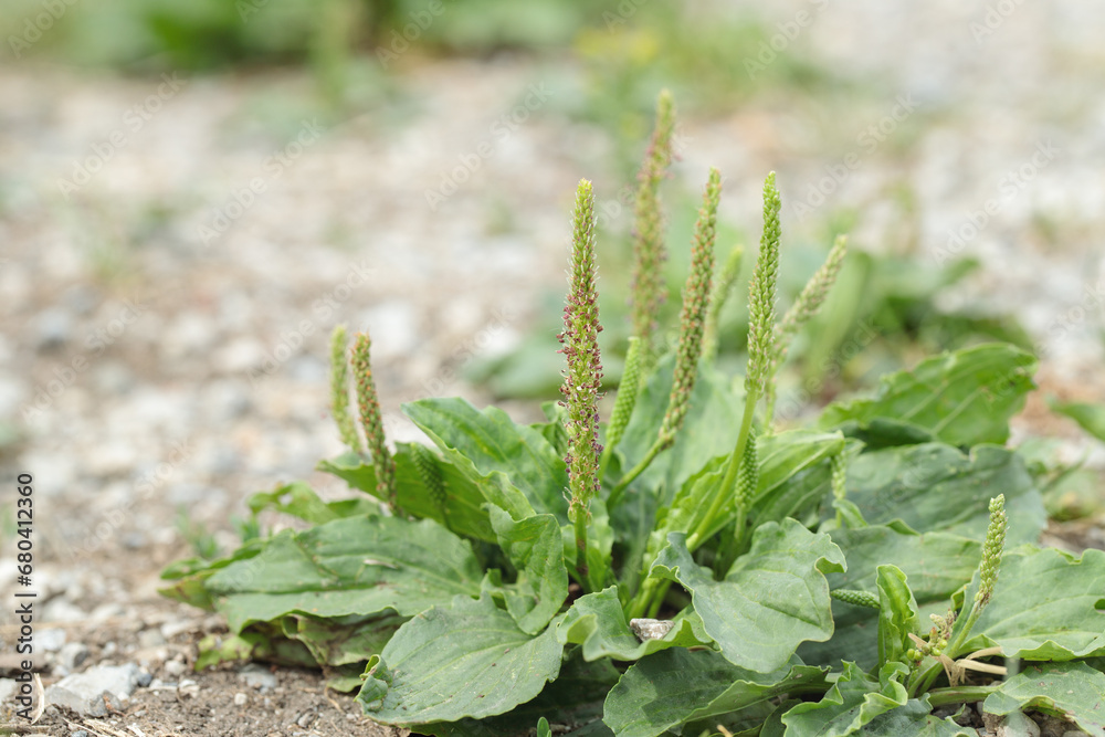 The broadleaf plantain (Plantago major). Pioneer plant on hard soil ...