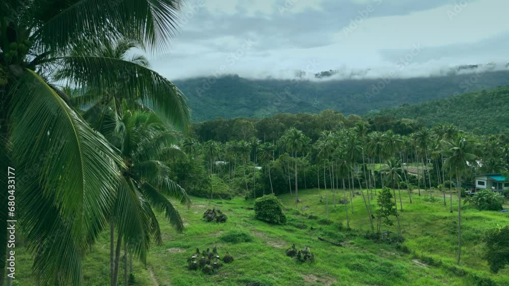 Jungle is true paradise of biodiversity. Birds eye view reveals ...