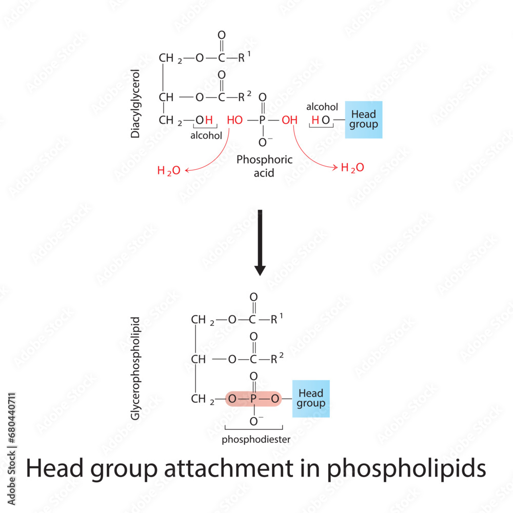 Diagram of Head group attachment in phospholipids - Diacylglycerol ...
