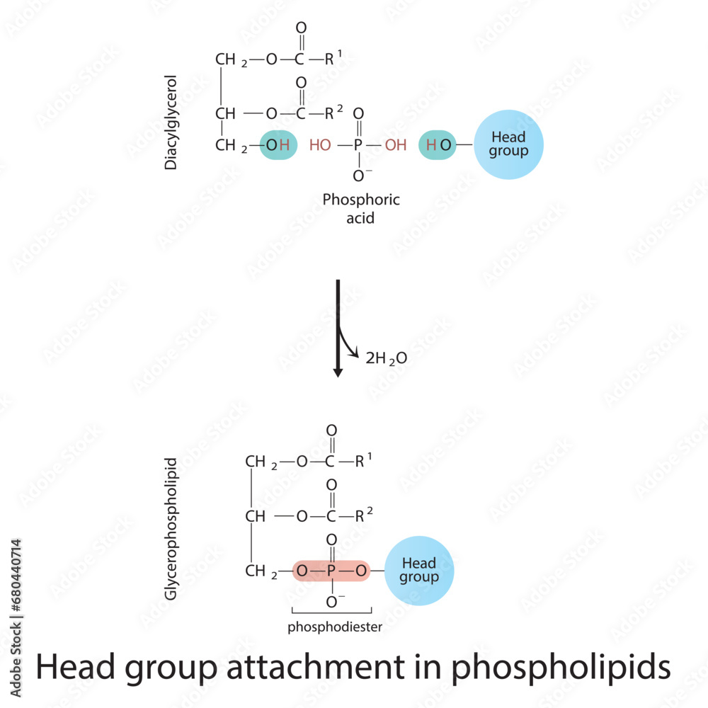 Diagram of Head group attachment in phospholipids - Diacylglycerol ...