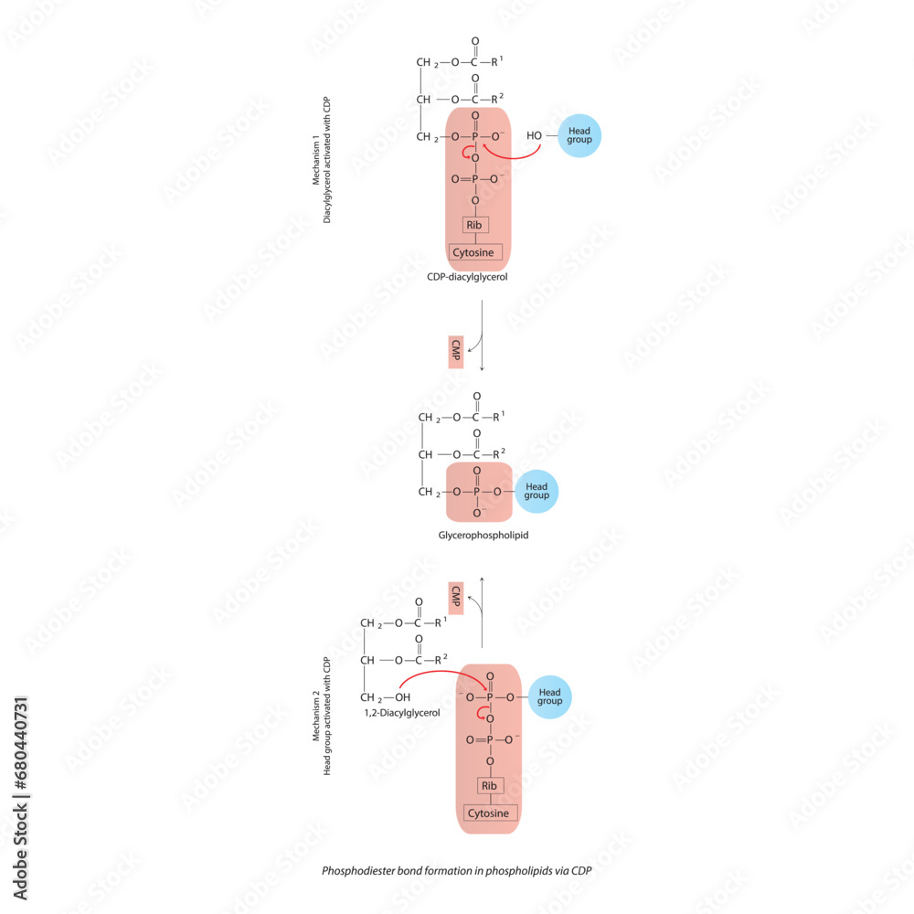 Schematic molcular diagram of phosphodiester bond formation in ...