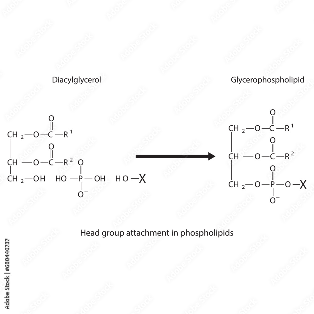 Diagram of Head group attachment in phospholipids - Diacylglycerol ...