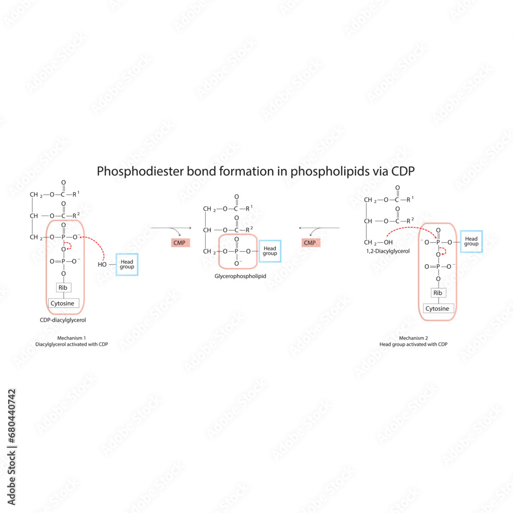 Schematic molcular diagram of phosphodiester bond formation in ...