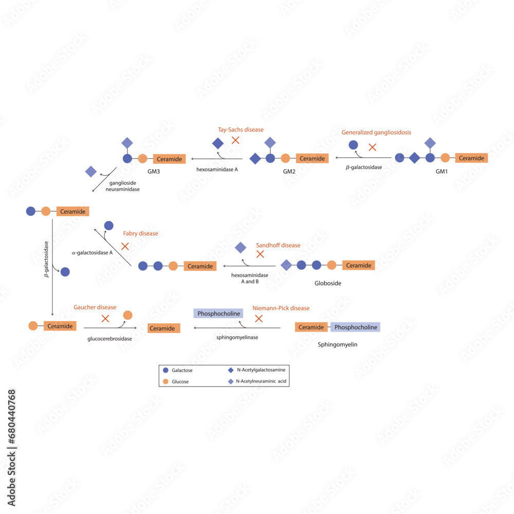 Diagram of Ganglioside, globoside and sphigomyeling breakdown pathways ...