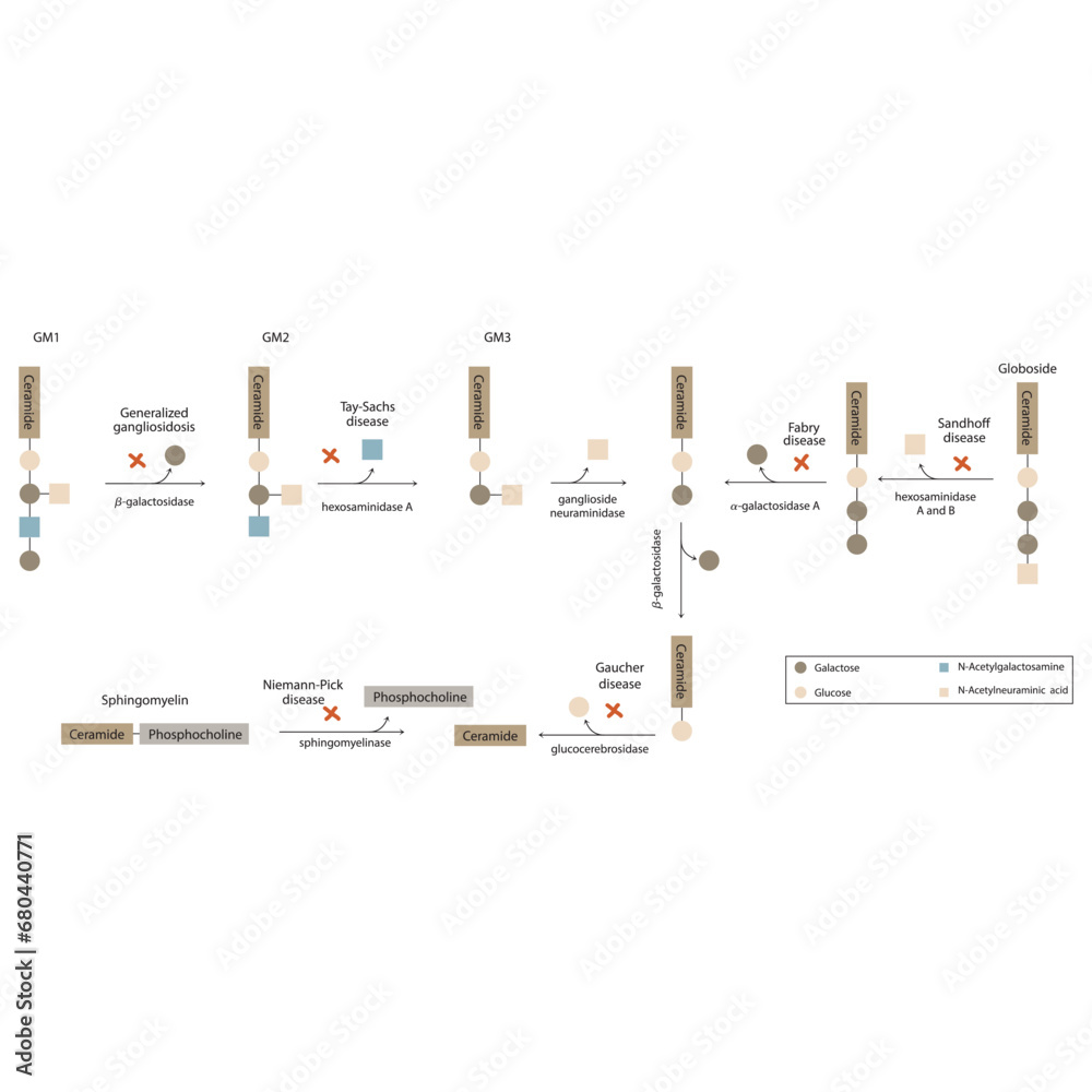 Diagram of Ganglioside, globoside and sphigomyeling breakdown pathways ...