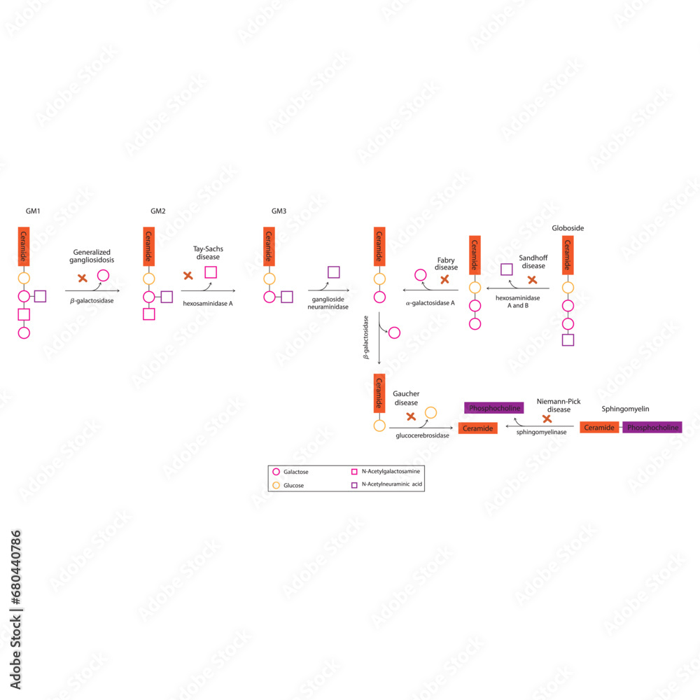 Diagram of Ganglioside, globoside and sphigomyeling breakdown pathways ...