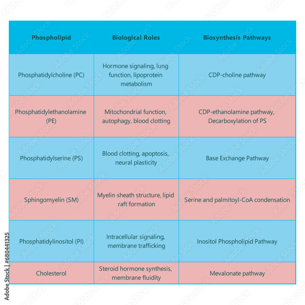 Poster Table showing Phospholipids types, biological roles and ...