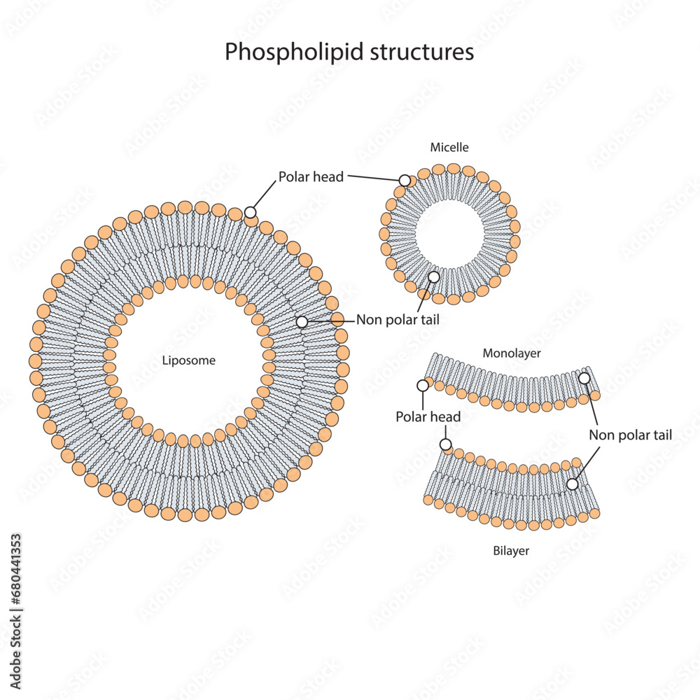 Diagram showing phospholipid structures - Liposome, micelle, monolayer and bilayer. Blue ...