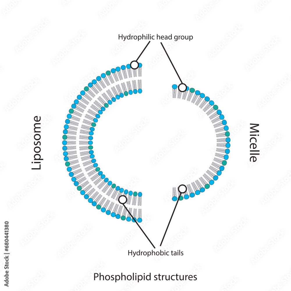 Diagram showing phospholipid structures - Liposome, micelle, monolayer and bilayer - non polar ...