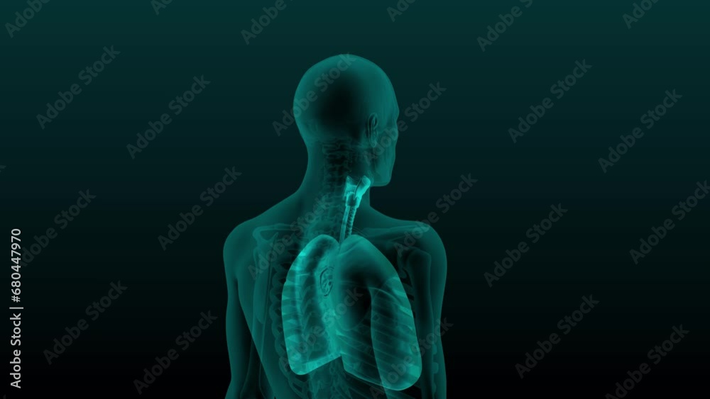 X-ray scan of the human chest with visible organs of the respiratory ...