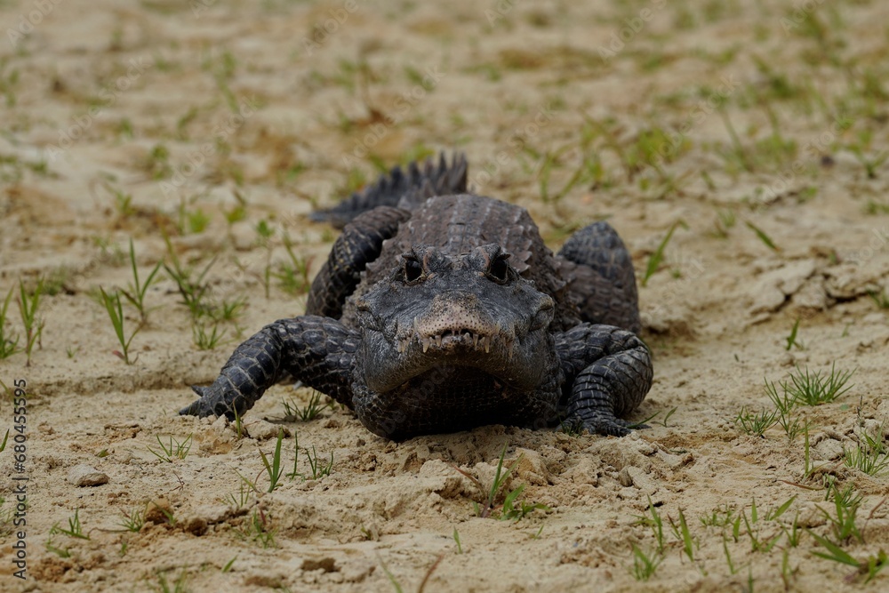 The dwarf crocodile (Osteolaemus tetraspis), also known as the African ...