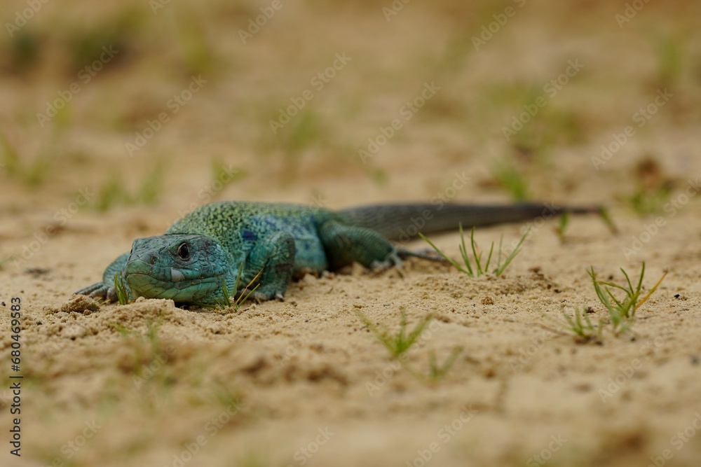 Ocellated lizard or jewelled lizard (Timon lepidus) is a species of ...