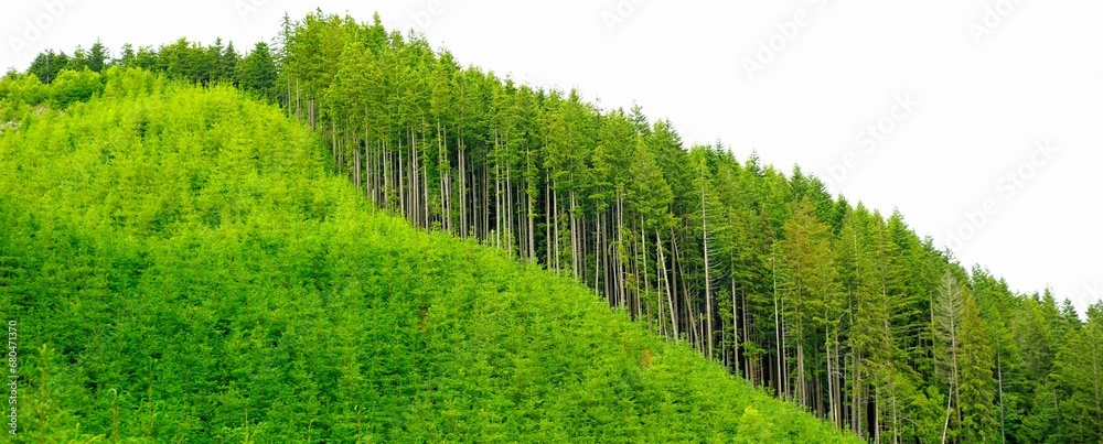 4K Image: Newly Planted Tree in the Pacific Northwest - Reforestation ...