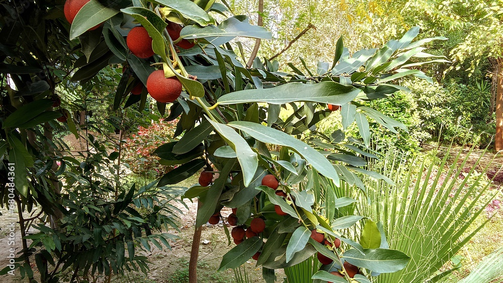 The plant of chiku, chiku plants, sapota fruit, garden Stock Photo ...