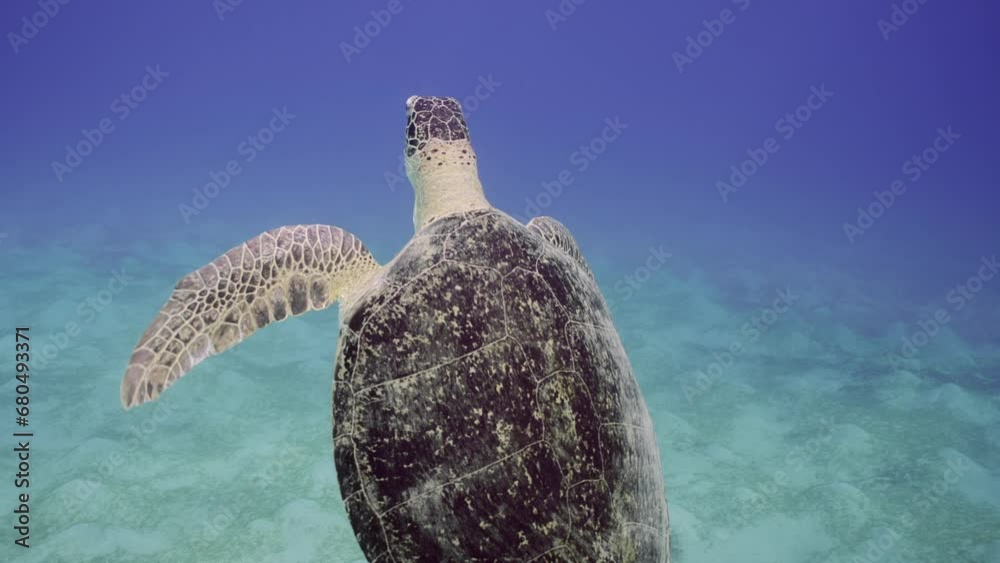 Close-up, Back view of Se Turtle slowly rising to surface and taking ...