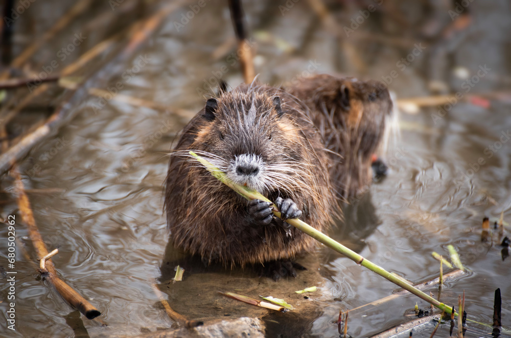 The river nutria is a larger rodent from the nutria family. River ...