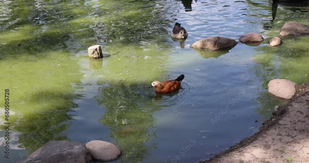 different types of birds living on the farm, an open zoo with different ...