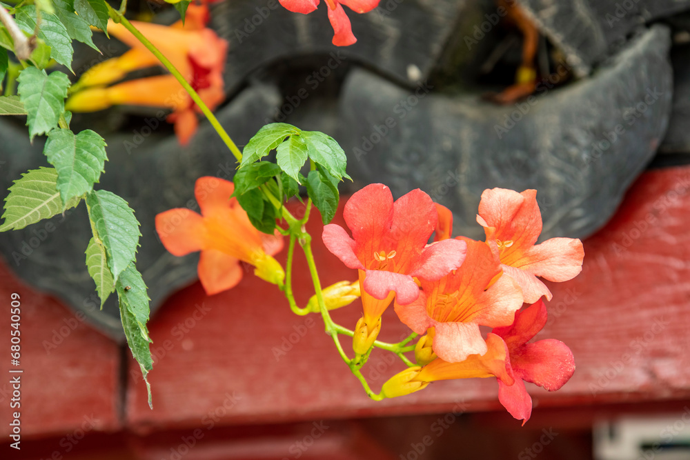 Chinese trumpet vine (Campsis grandiflora). The bokeh background is ...