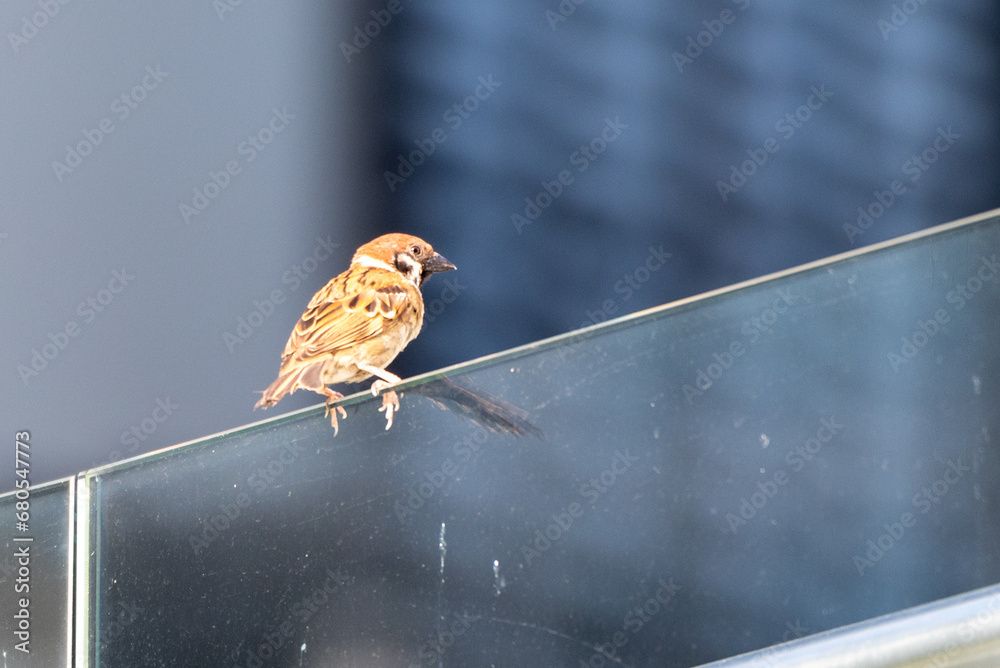 The Eurasian tree sparrow, Passer montanus is a passerine bird in the ...