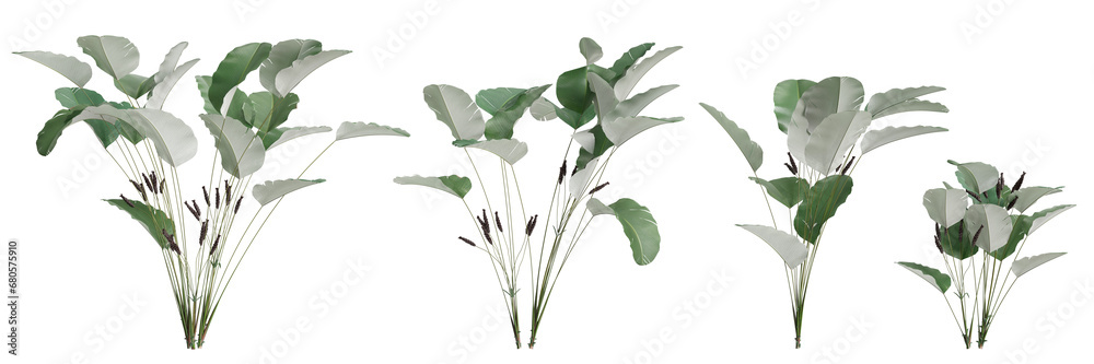 3d illustration of set Calathea Lutea tree isolated on transparent ...