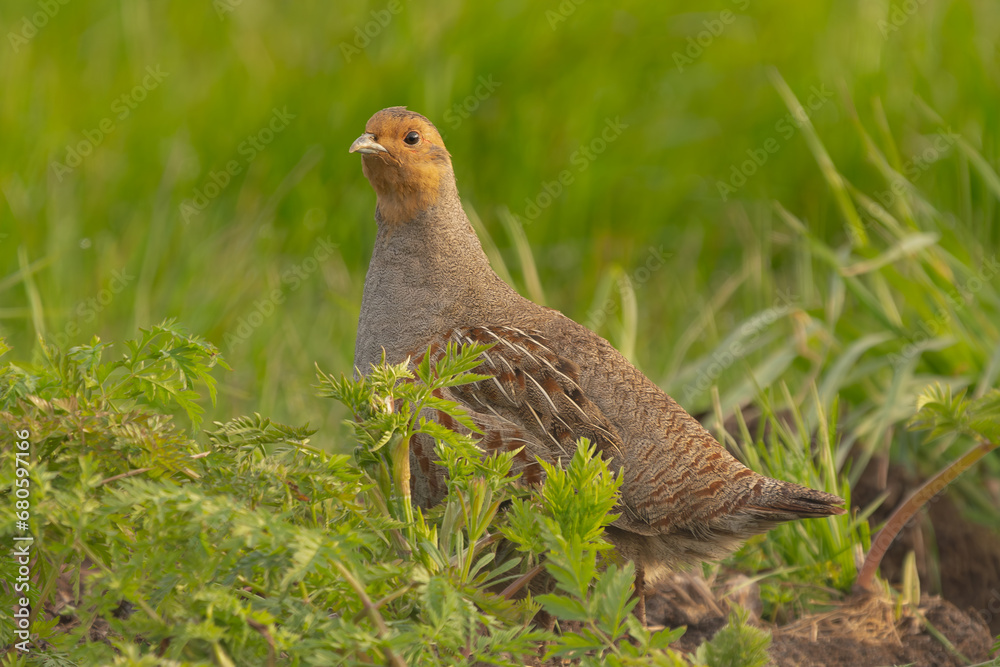 Grey partridge, gray-legged partridge, English partridge, Hungarian ...