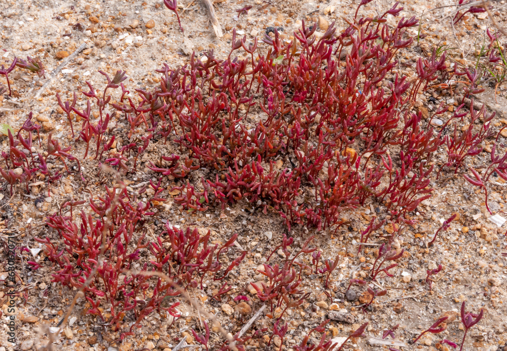 Сommon glasswort, glasswort (Salicornia europaea), Salt tolerant plants ...