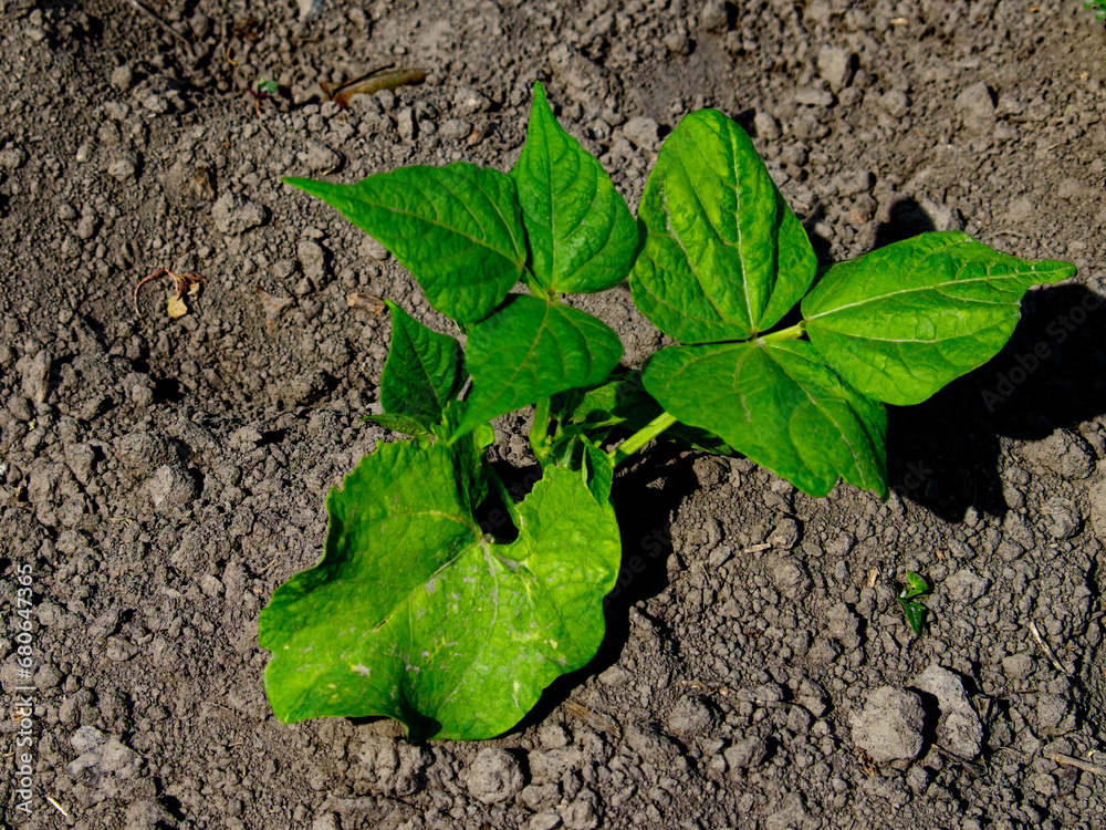 This is a photo of a small green plant with three bright leaves growing ...