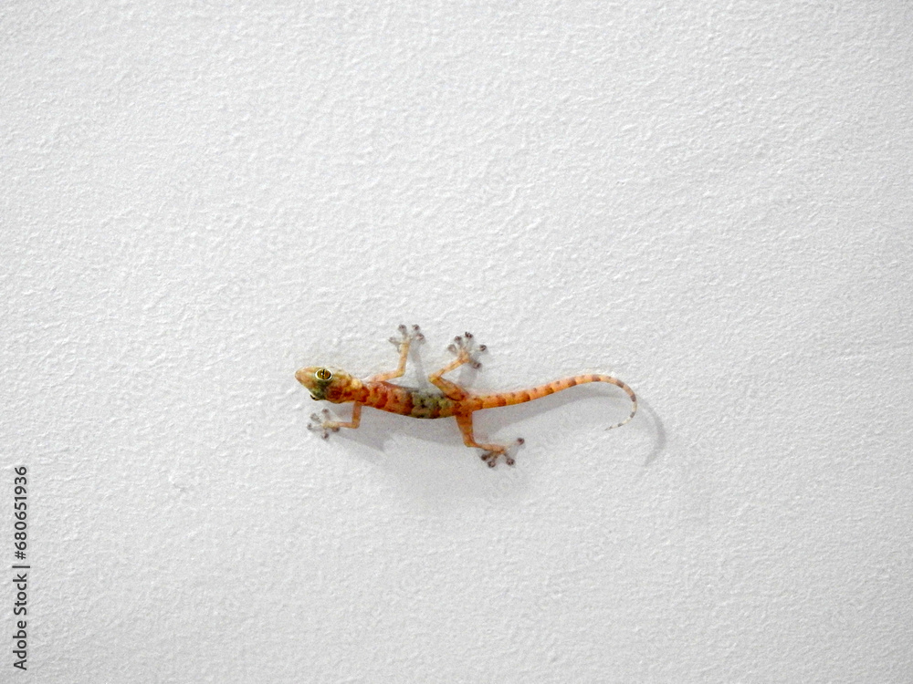 Egyptian wall gecko, geckos, house moon lizard, tiktiki, chipkali ...