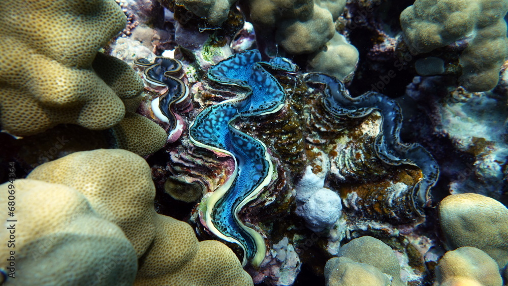 Rugose giant clam. Molluscs, type Mollusca. Bivalve mollusks. Family ...