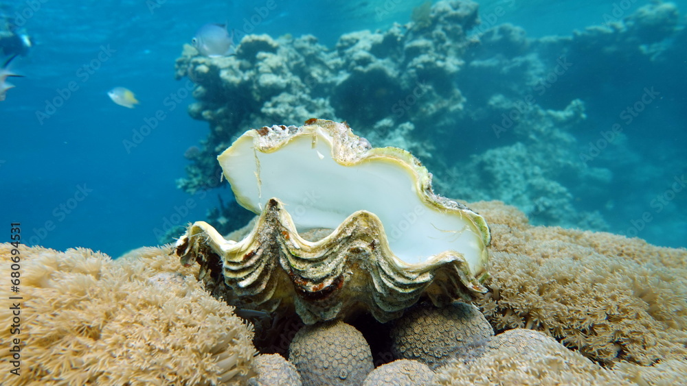 Rugose giant clam. Molluscs, type Mollusca. Bivalve mollusks. Family ...