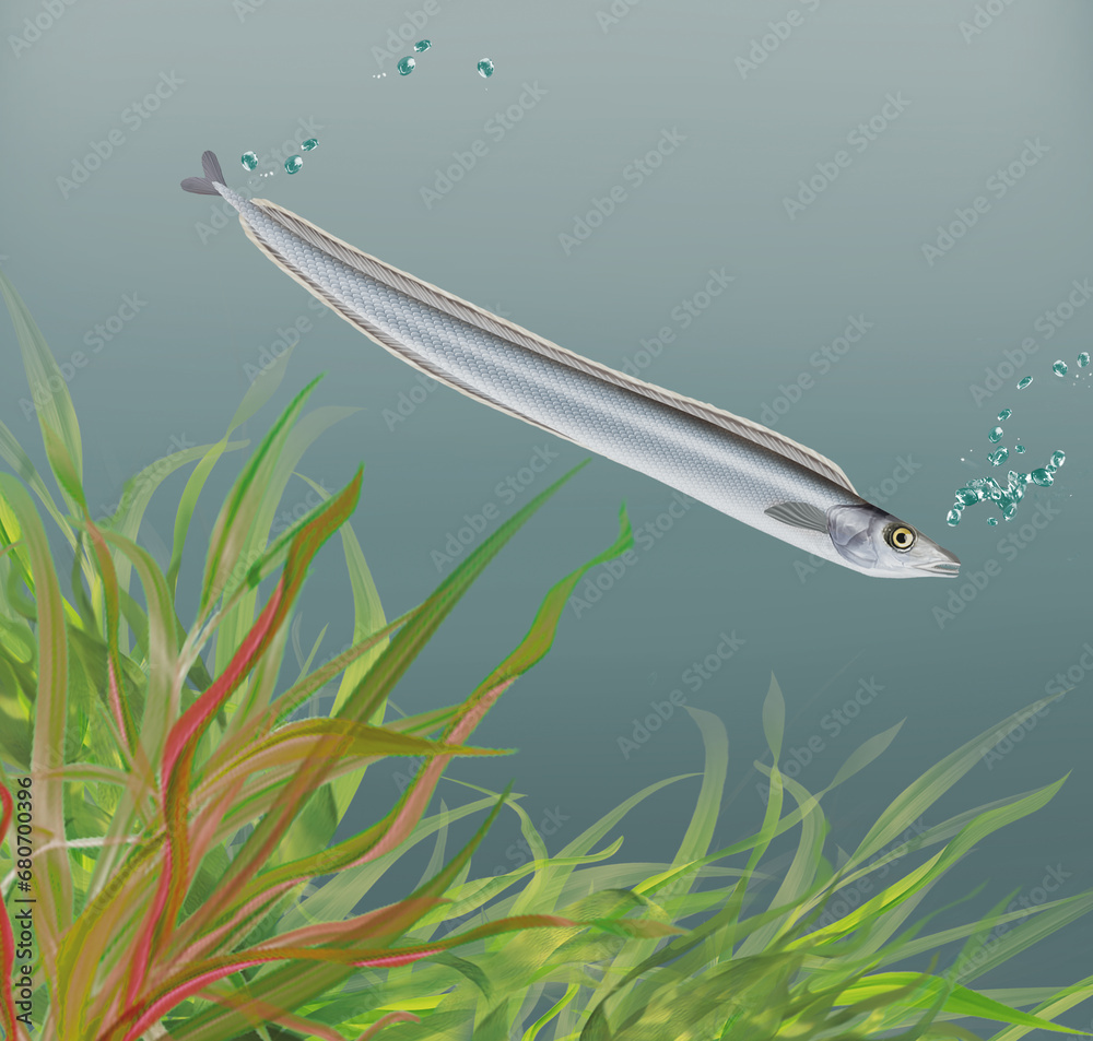 illustration d'un poisson sabre qui nage dans l'eau limpide avec des ...