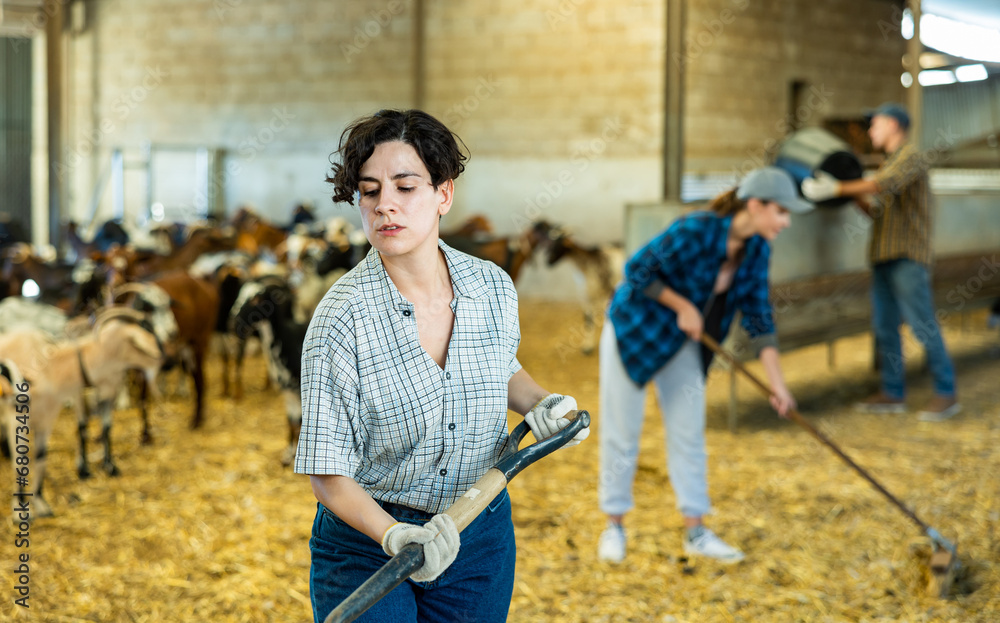 Focused young hispanic woman farmer sweeping goat shelter. Daily ...