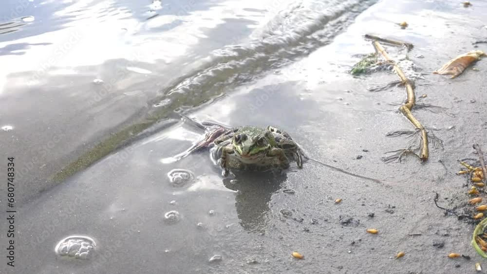 green frog on a sandy beach at the edge of the water. animals in the ...