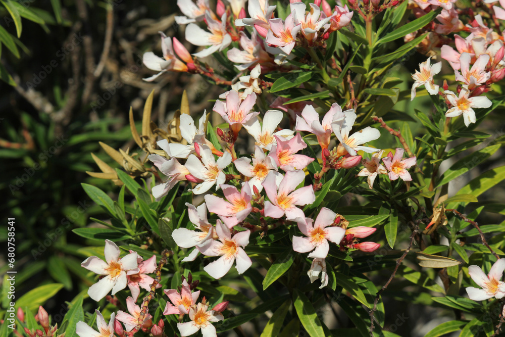 Pink and white flowers on a Dwarf Oleander (Nerium oleander) plant in a ...