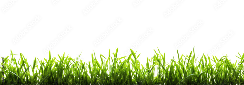 Green grass border, on a transparent background. The horizon of the ...