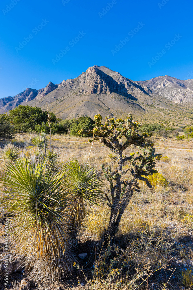 Sotol and Walking-Stick Cholla Cactus Below Hunters Peak on The Pinery ...