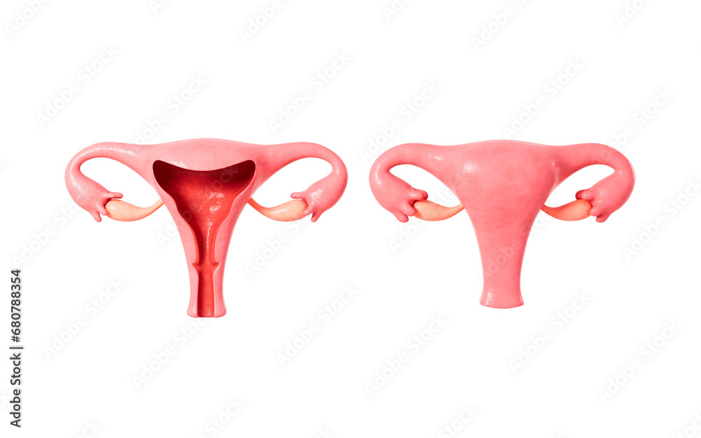 Human uterus model, 3d rendering. Stock Illustration | Adobe Stock