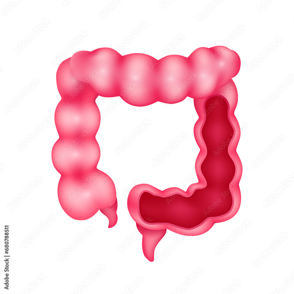 Cross section of intestine human internal organ anatomy model isolated ...