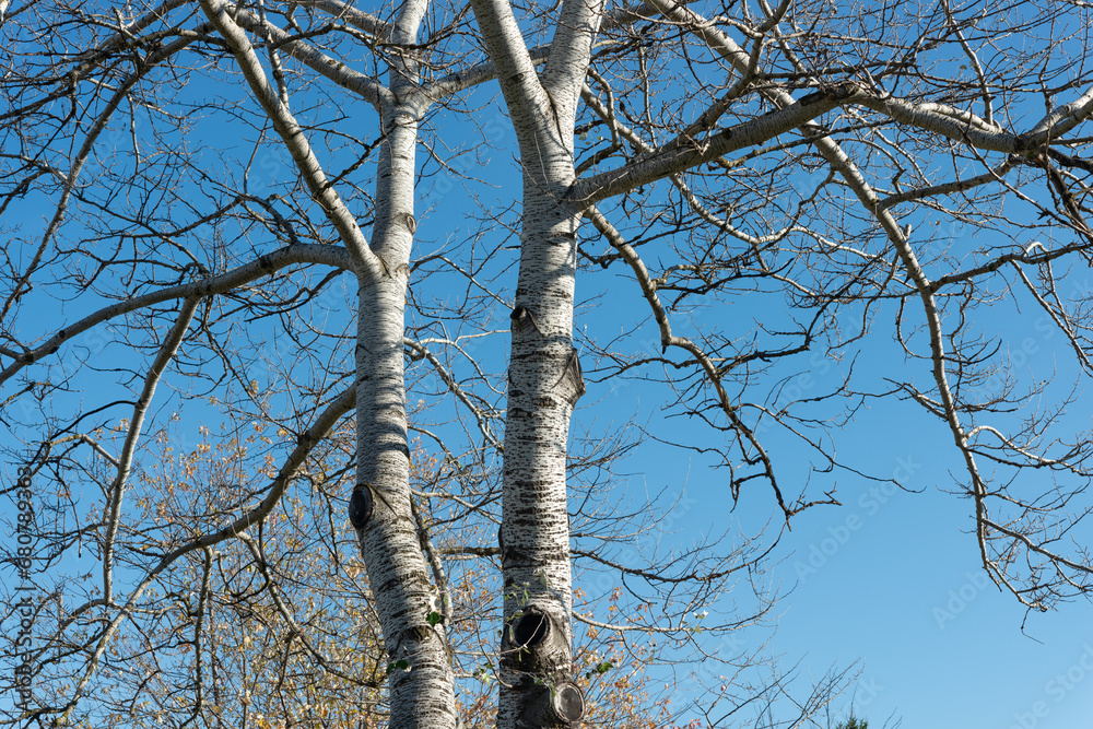 Quaking Aspen (Populus tremuloides) (?) or bare poplar tree with ...