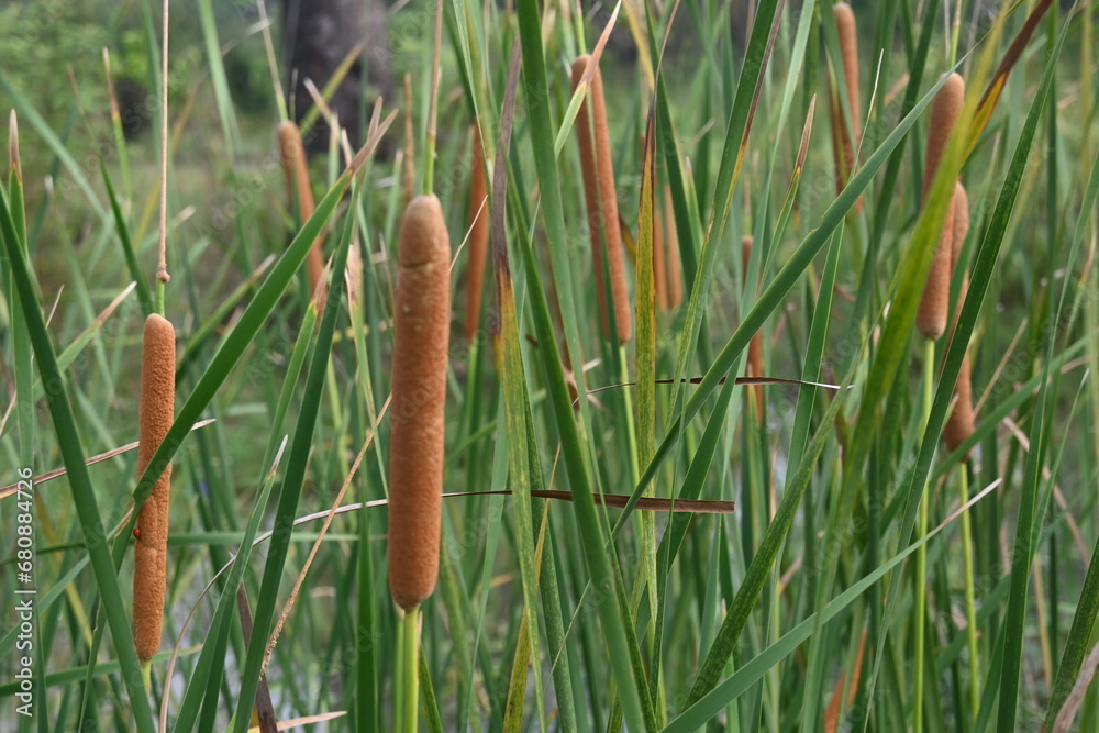 Typha angustifolia plant. Its other names lesser bulrush, narrowleaf ...