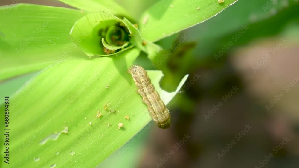 What causes the maize leaves being damaged,Corn leaf damaged by fall ...