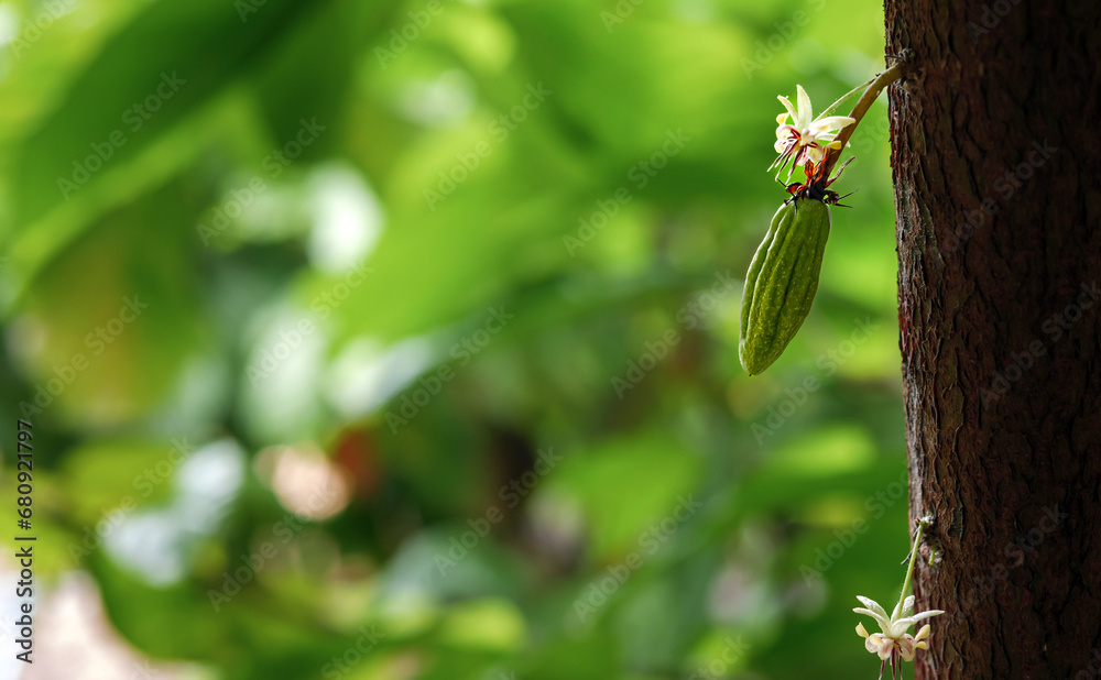 Green small Cocoa pods branch with young fruit and blooming cocoa ...