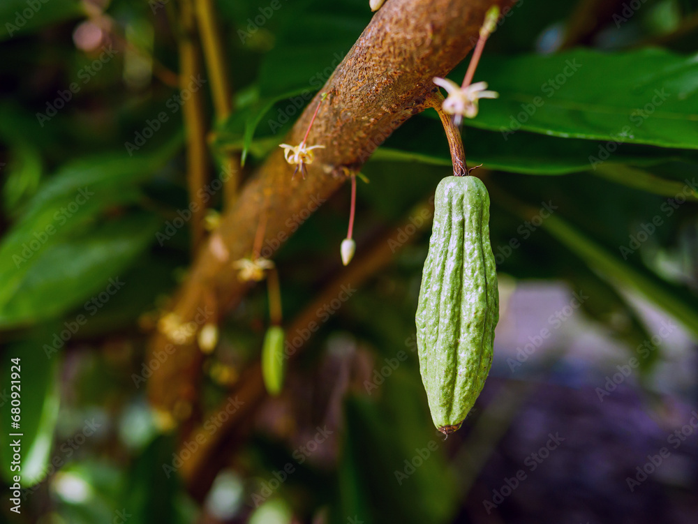 Green small Cocoa pods branch with young fruit and blooming cocoa ...