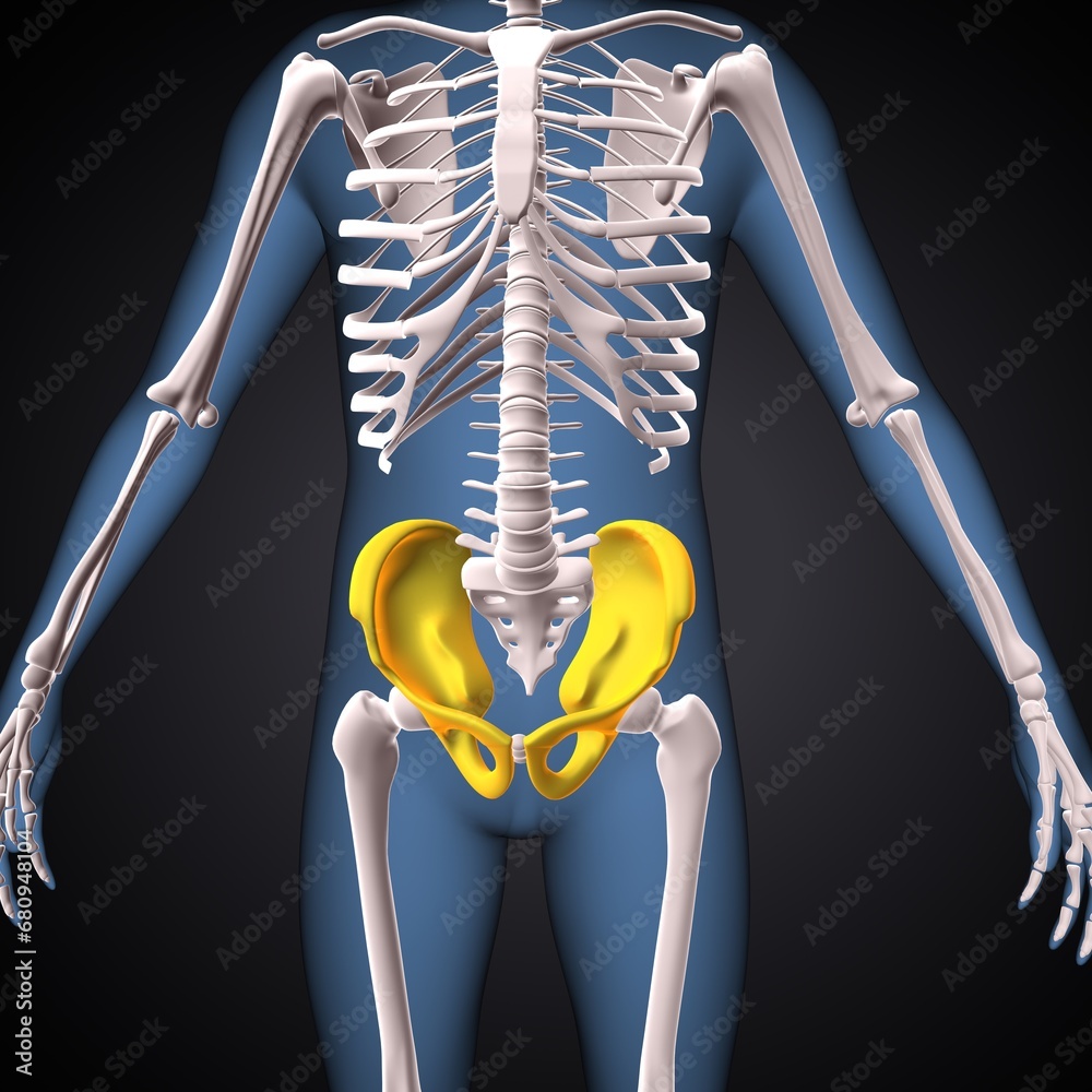 Human Skeleton Hip or Pelvic bone Anatomy. 3d illustration Stock ...