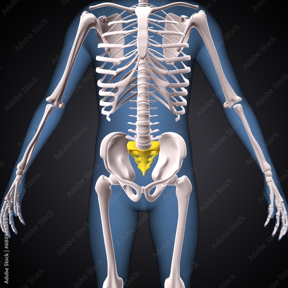 human skeleton vertebral column coccyx. 3d illustration Stock ...