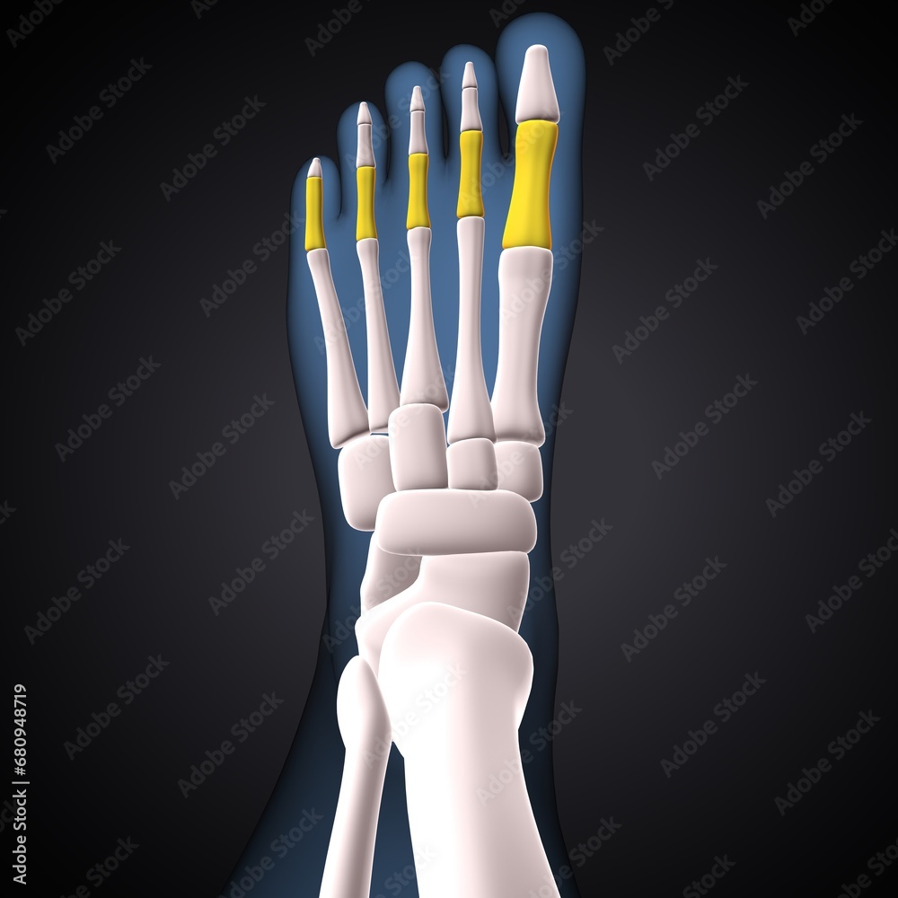 Proximal Phalanges foot bones Anatomy. 3d illustration Stock ...